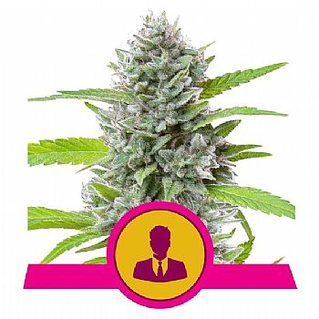 RQS El Patron - Feminized Seeds - High THC - CBD