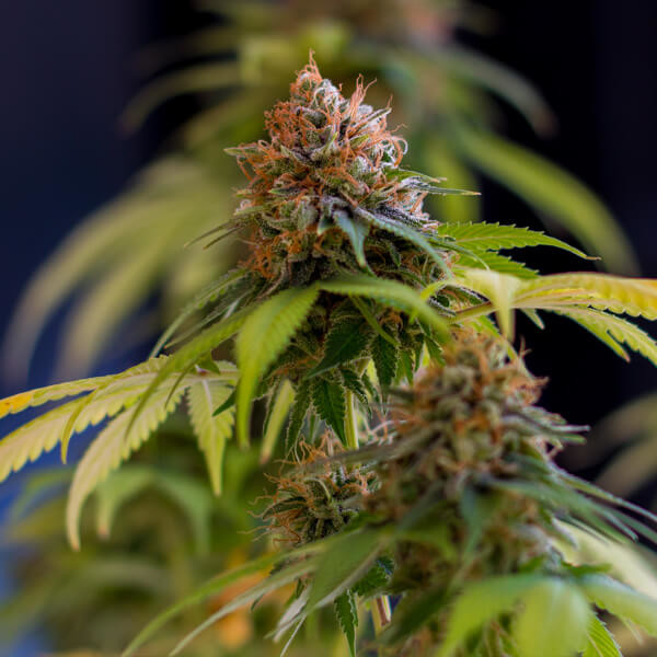 RQS Shining Silver Haze - Auto - Feminized Seeds - High THC - CBD ...